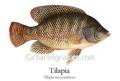 Tilapia